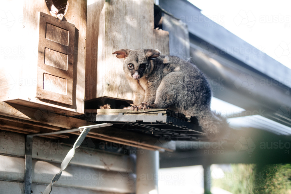 Image of Brush tailed possum standing on a beam outside house ...