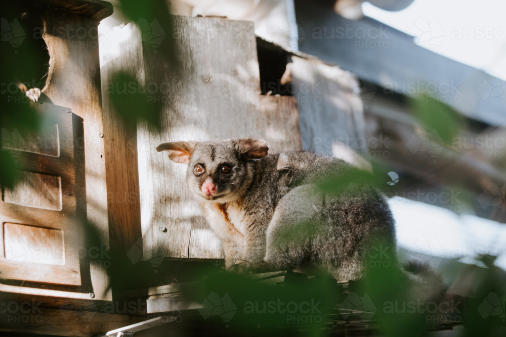 Image of Brush tailed possum standing on a beam outside house ...