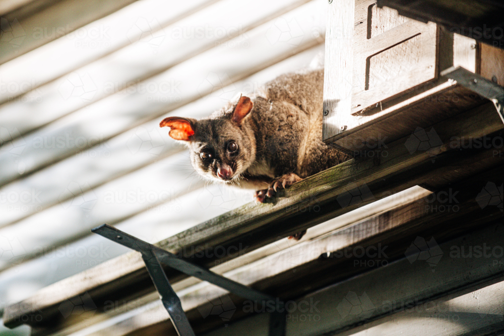 Image of Brush tailed possum standing on a beam outside house ...