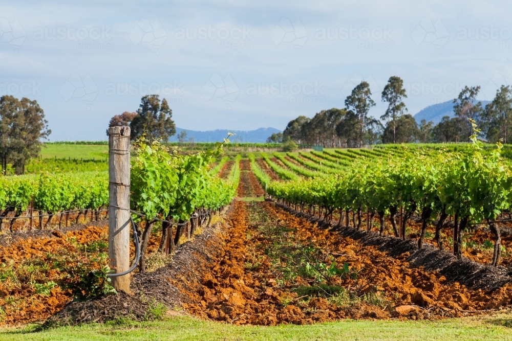 Image of Buds burst in vineyard, new bright green leaves on grape vines ...
