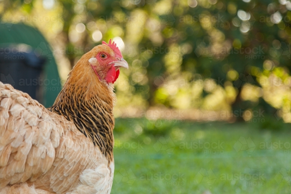 Image of Buff Sussex hen in chook yard with green grass - Austockphoto