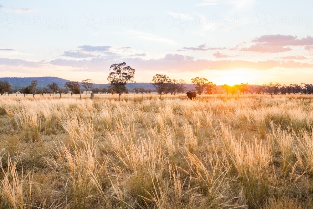 Image of Bull in distant paddock at sunset - Austockphoto
