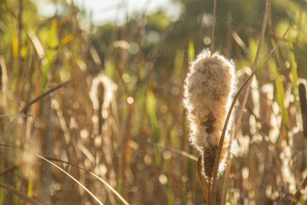 Image of Bulrush seed head in the afternoon light - Austockphoto