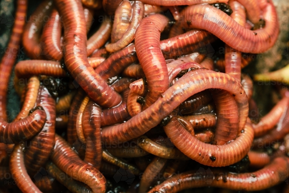 Image of Bunch of Worms - Austockphoto