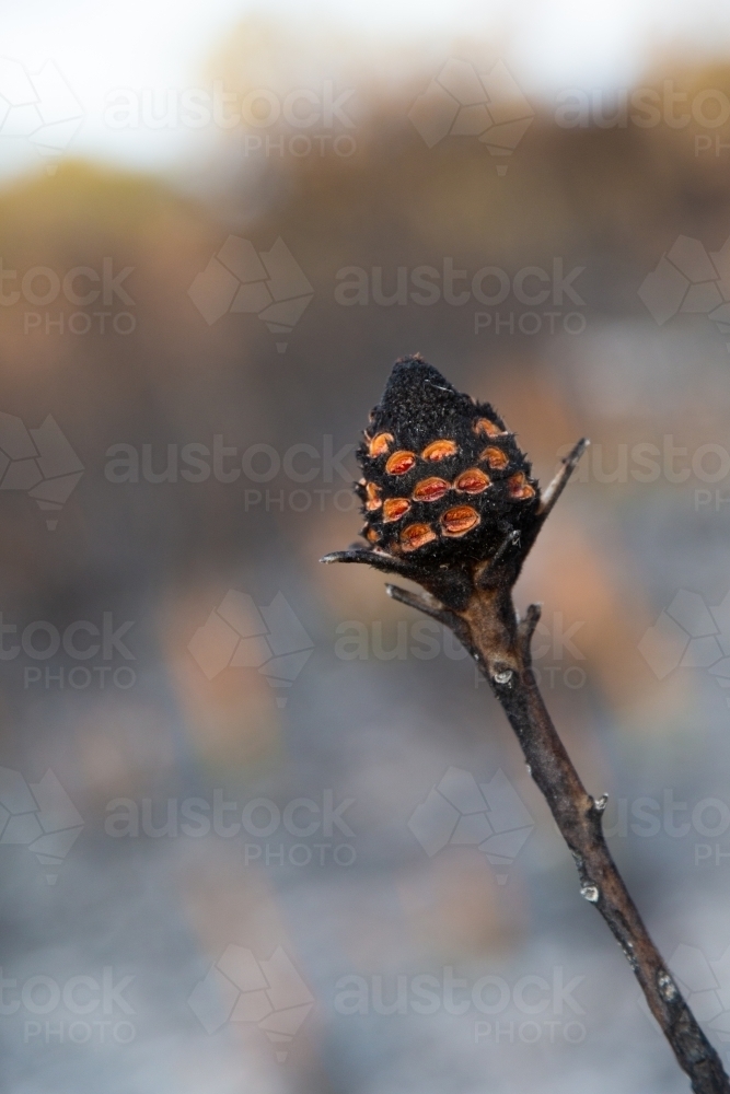Image of Burnt banksia nut after wildfire - Austockphoto