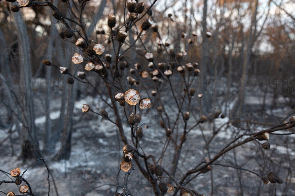 Image of burnt bush after bushfire - Austockphoto