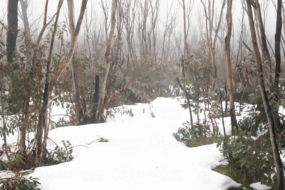 Image of Burnt trees in the snow at Kosciuszko National Park - Austockphoto