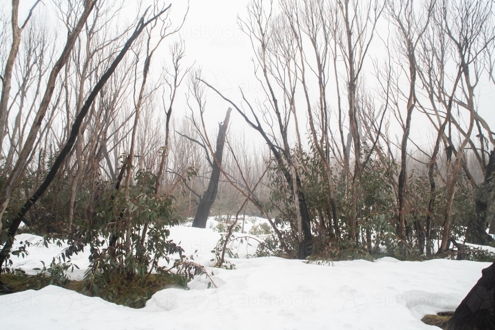 Image of Burnt trees in the snow at Kosciuszko National Park - Austockphoto