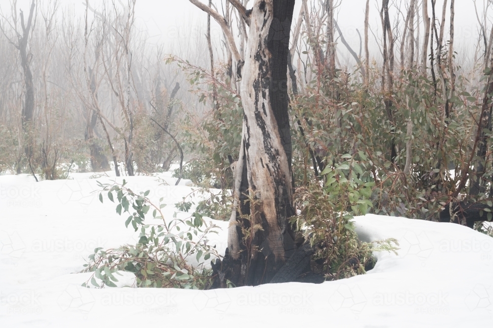 Image of Burnt trees in the snow at Kosciuszko National Park - Austockphoto