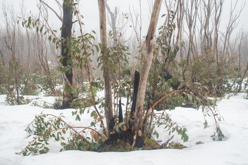 Image of Burnt trees in the snow at Kosciuszko National Park - Austockphoto