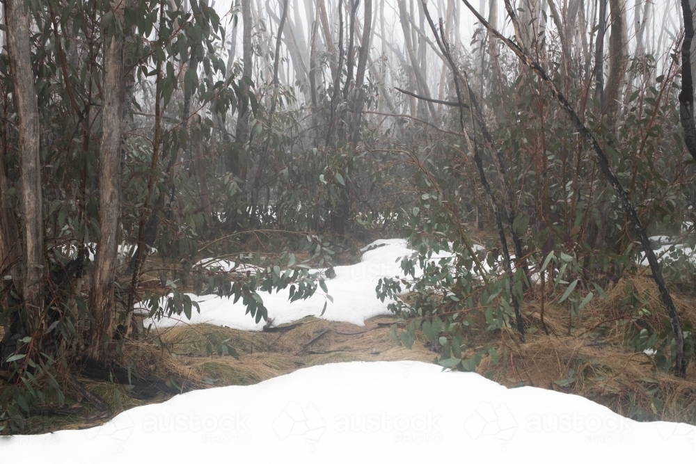 Image of Burnt trees in the snow at Kosciuszko National Park - Austockphoto