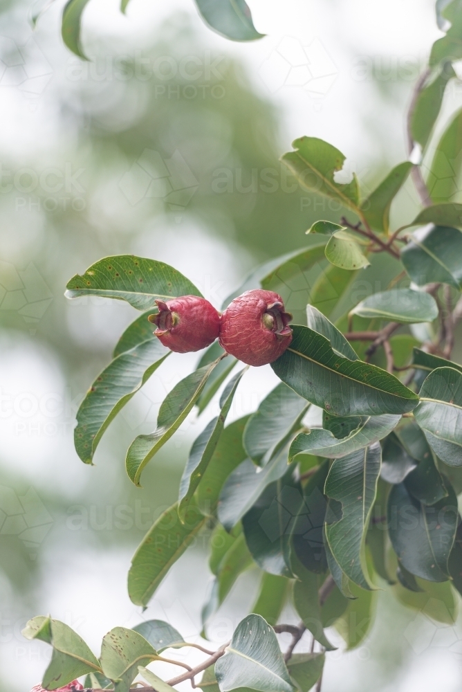 Image of Bush Apple tree - australian bush tucker - Austockphoto