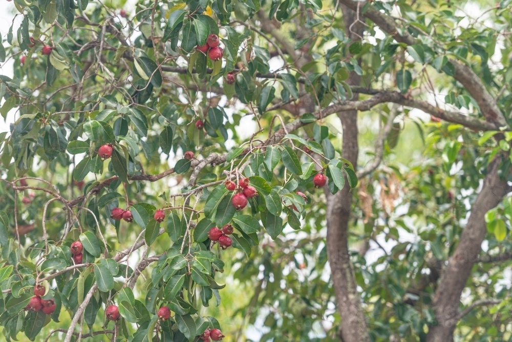 Image of Bush Apple tree - australian bush tucker - Austockphoto