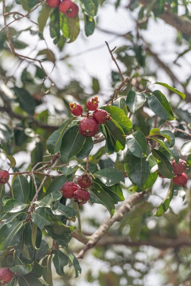 Image of Bush Apple tree - australian bush tucker - Austockphoto