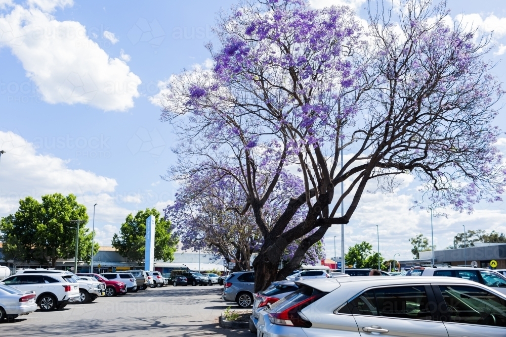 Image of Bush carpark near shopping mall with jacaranda tree in flower ...