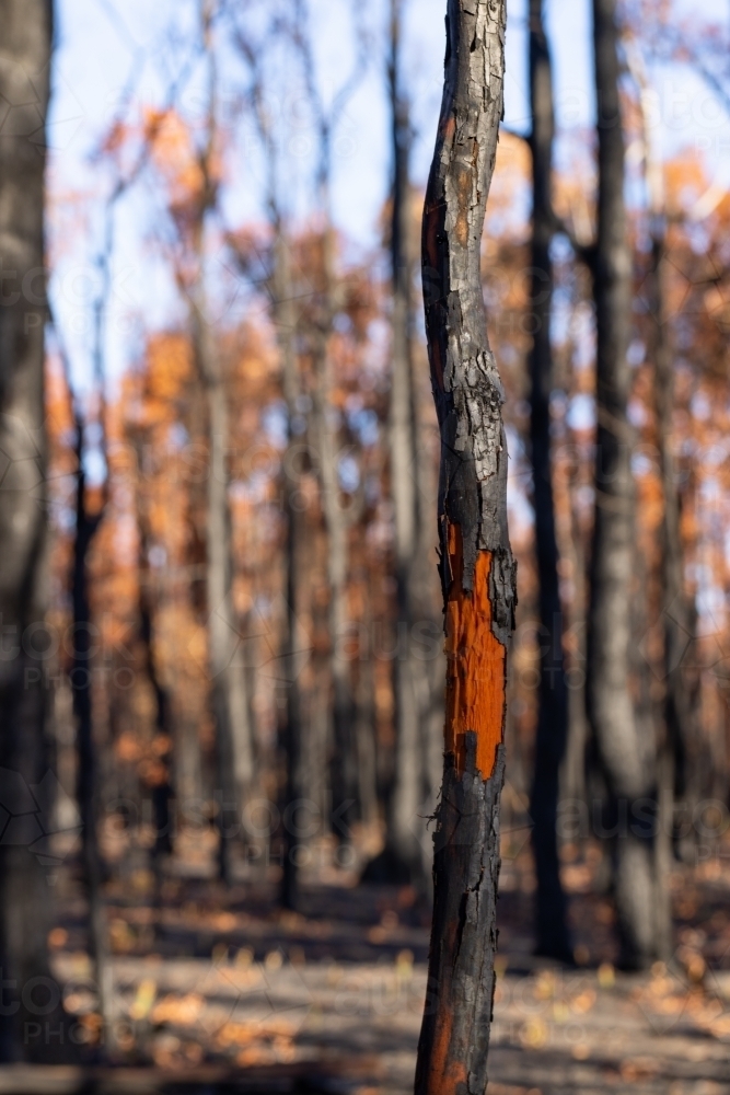 Image of bushland after fire with blackened tree trunks and orange ...