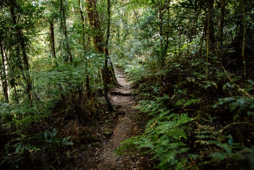 Image of bushwalk track through Lamington National Park - Austockphoto