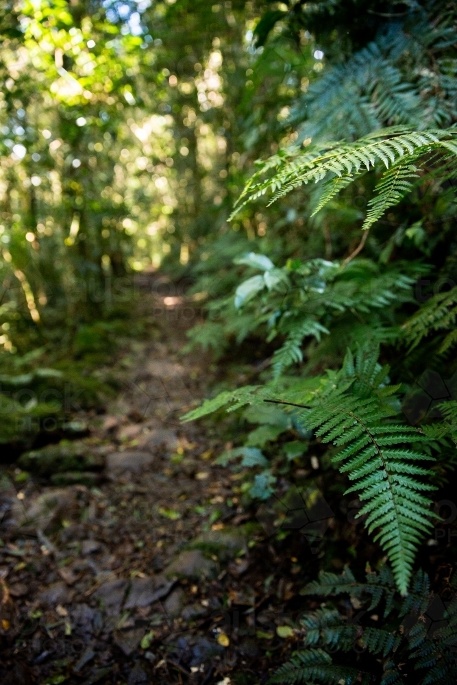 Image of bushwalking path in Lamington National Park - Austockphoto
