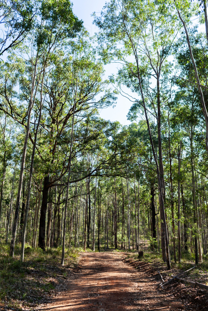 Image of Bushwalking trail through National Park bushland in Australia ...