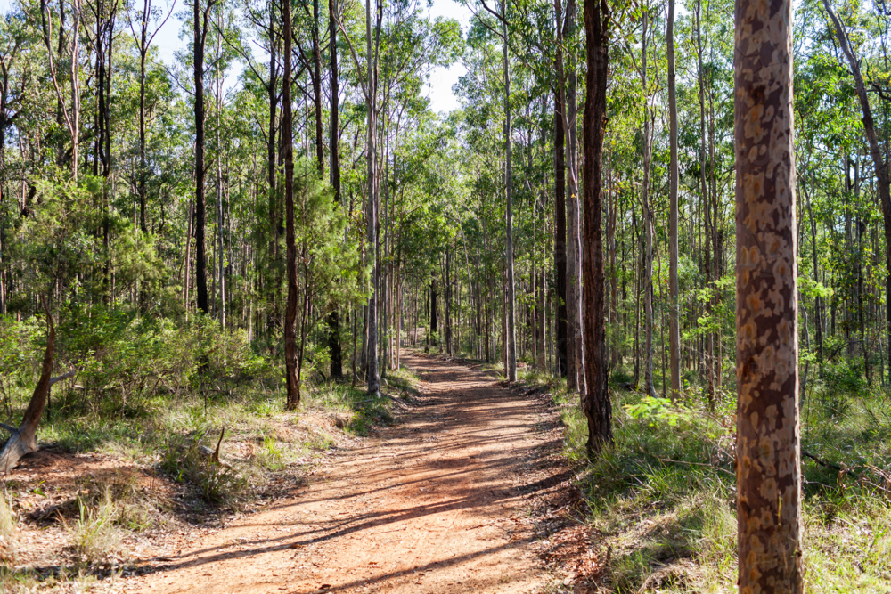 Image of Bushwalking trail through National Park bushland in Australia ...