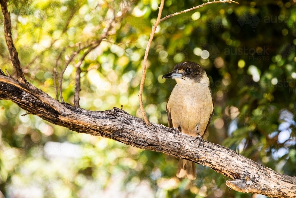 Image of butcher bird in a tree - Austockphoto