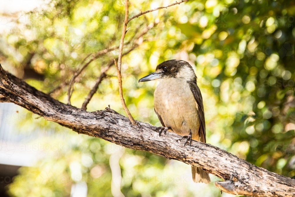 Image of butcher bird on a branch in profile - Austockphoto