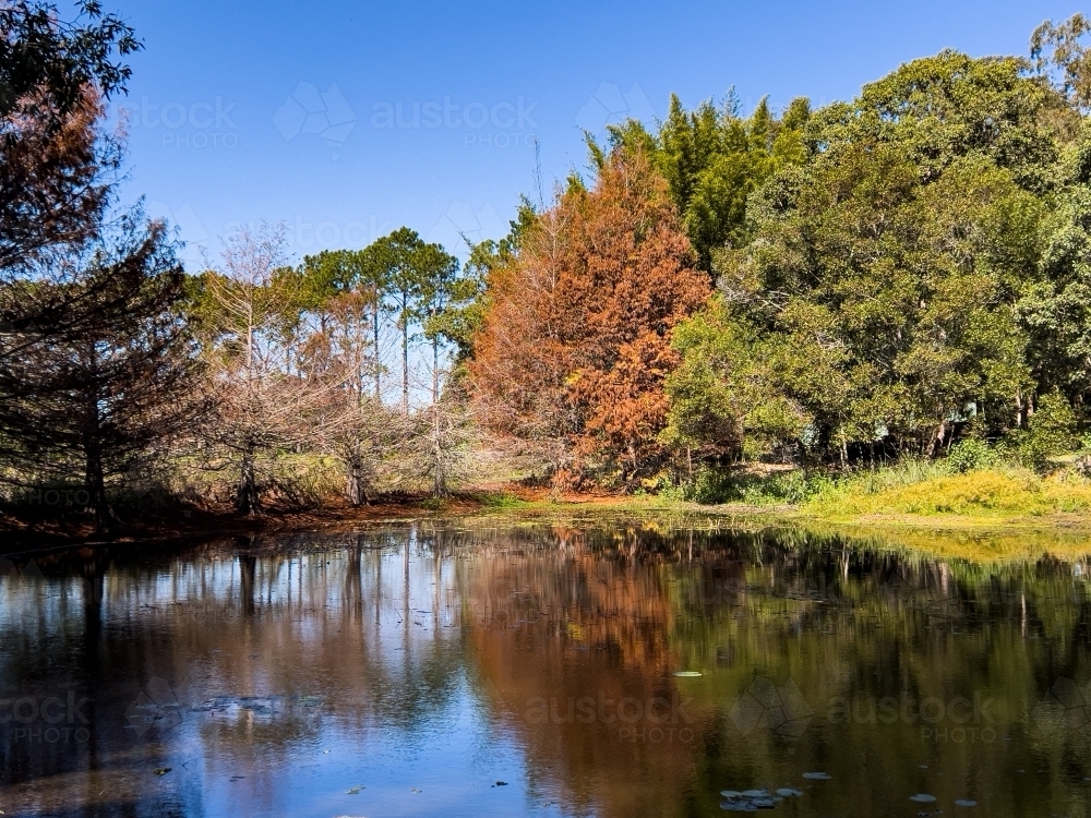 Image of Calm lake surrounded by tall trees with different colours of ...