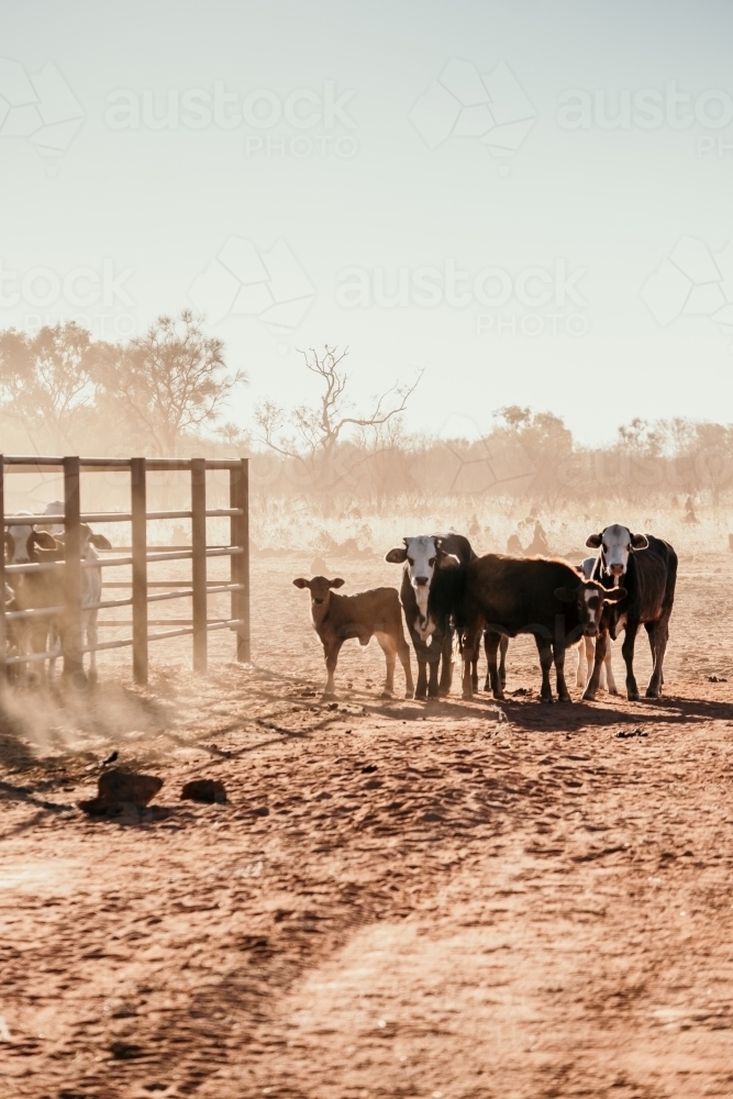 Image of Calves and cattle beside dusty farm yard - Austockphoto