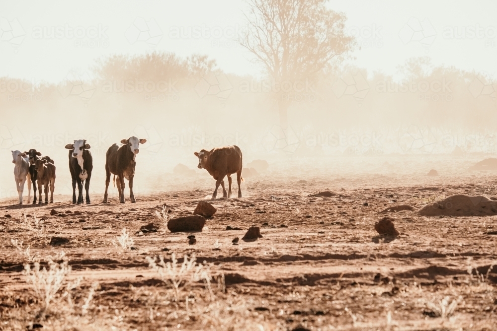Image of Calves in dry paddock on dusty farm - Austockphoto