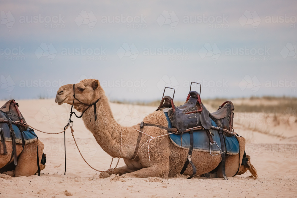 Image of Camels wearing saddles sitting on the beach - Austockphoto