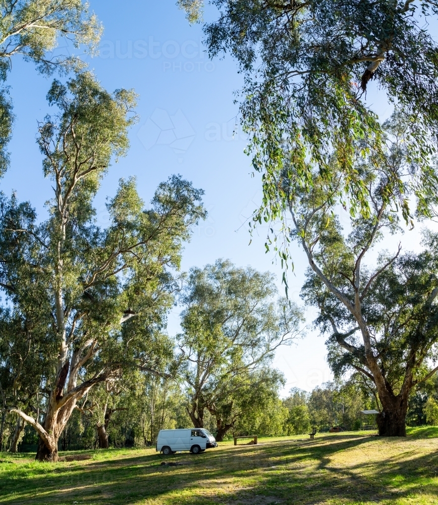 Image of Campervan parked among numerous gum trees. - Austockphoto