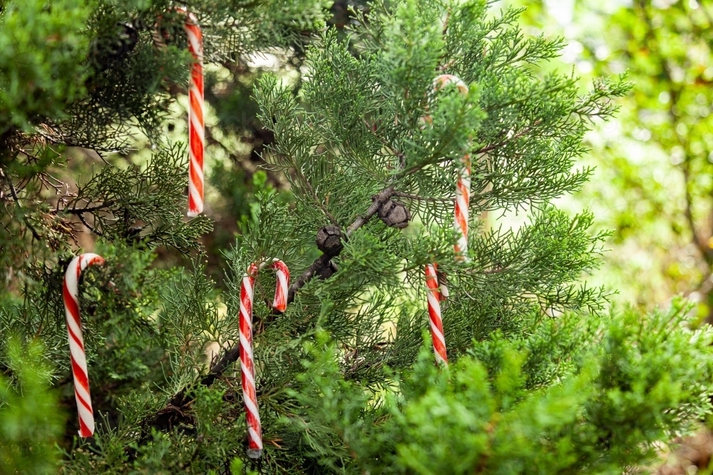 Image of Candy canes in pine tree - Austockphoto