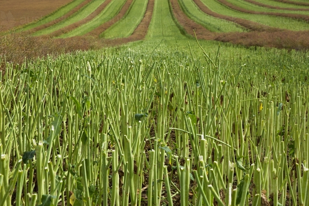 Image of Canola crop cut into windrows to dry before harvest - Austockphoto