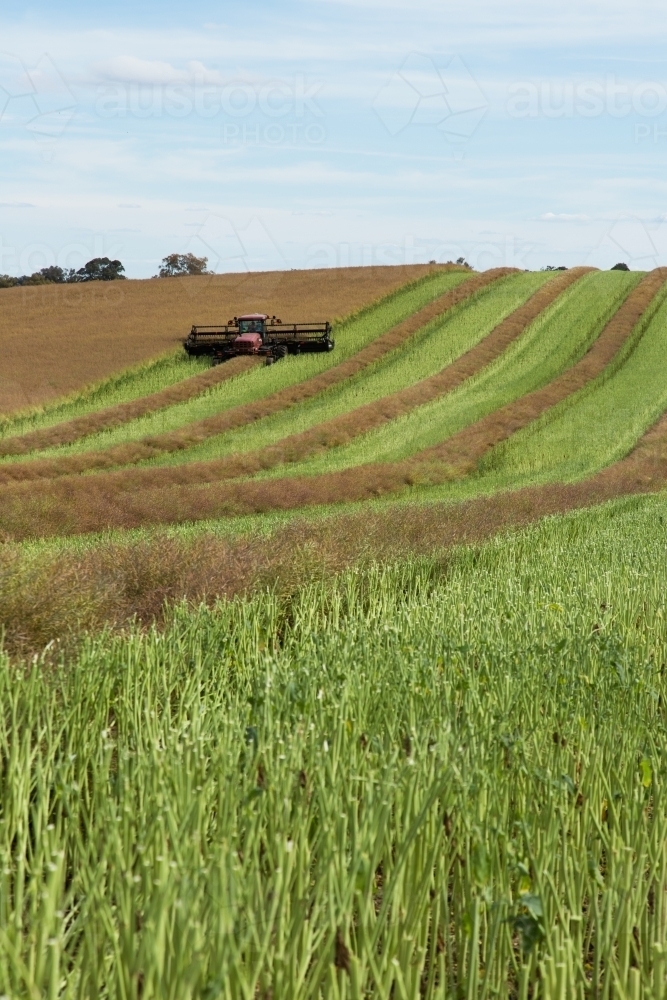 Image of Canola crop cut into windrows to dry before harvest - Austockphoto