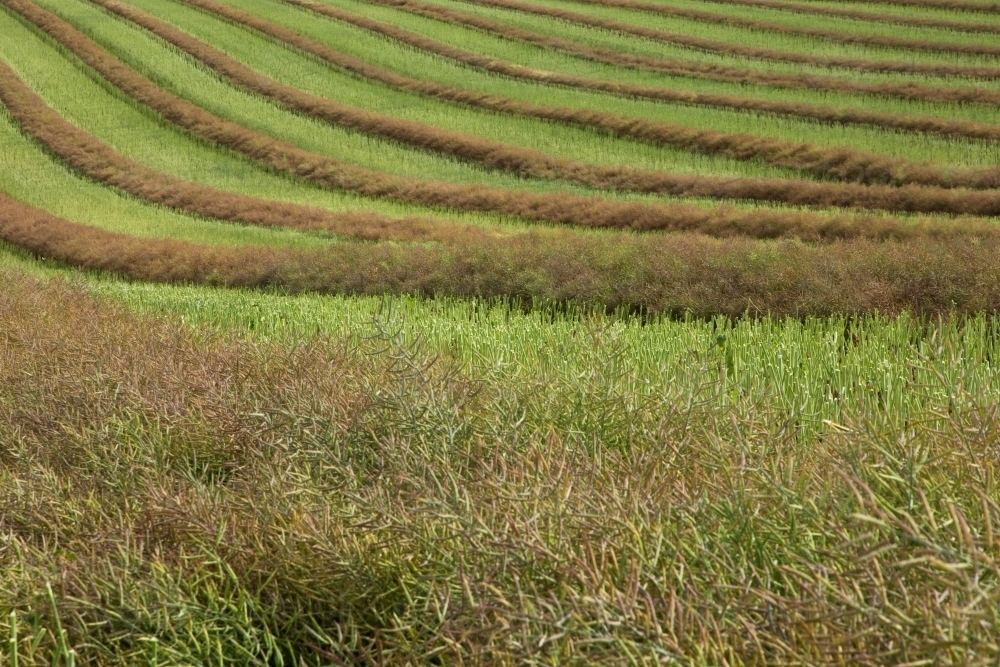 Image of Canola crop cut into windrows to dry before harvest - Austockphoto
