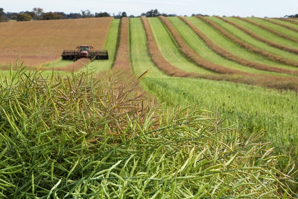 Image of Canola crop cut into windrows to dry before harvest - Austockphoto