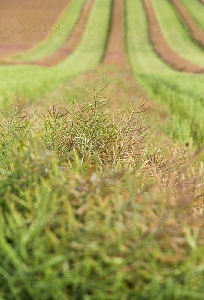 Image of Canola crop cut into windrows to dry before harvest - Austockphoto