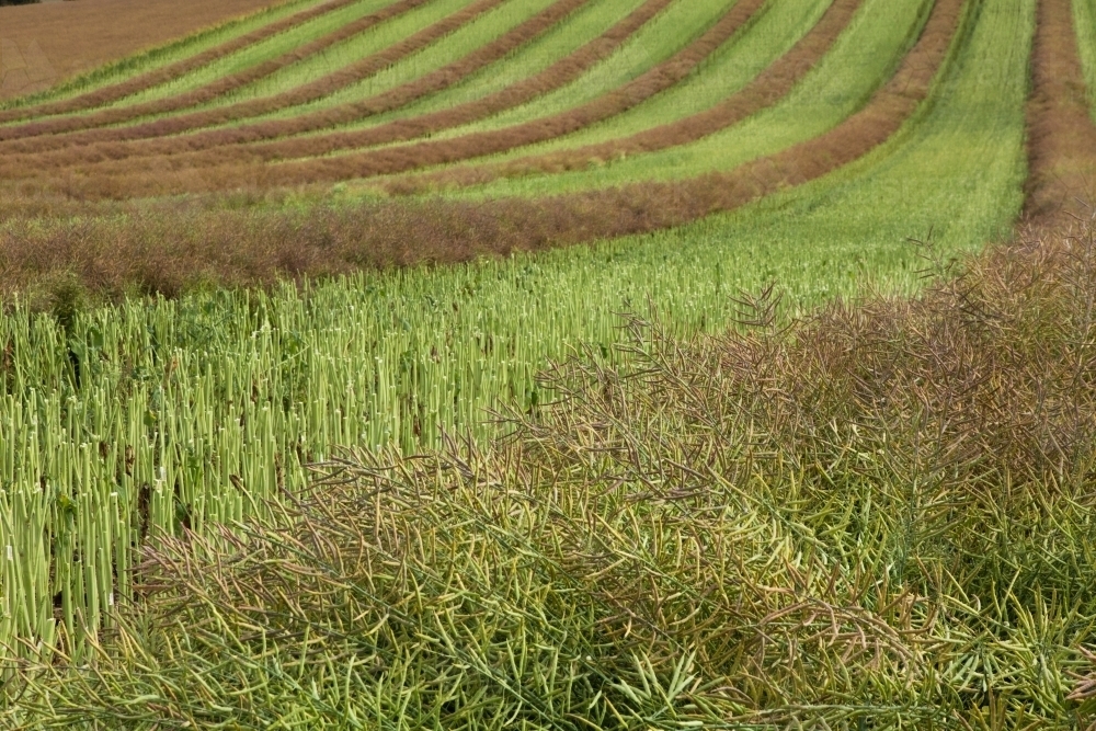 Image of Canola crop cut into windrows to dry before harvest - Austockphoto