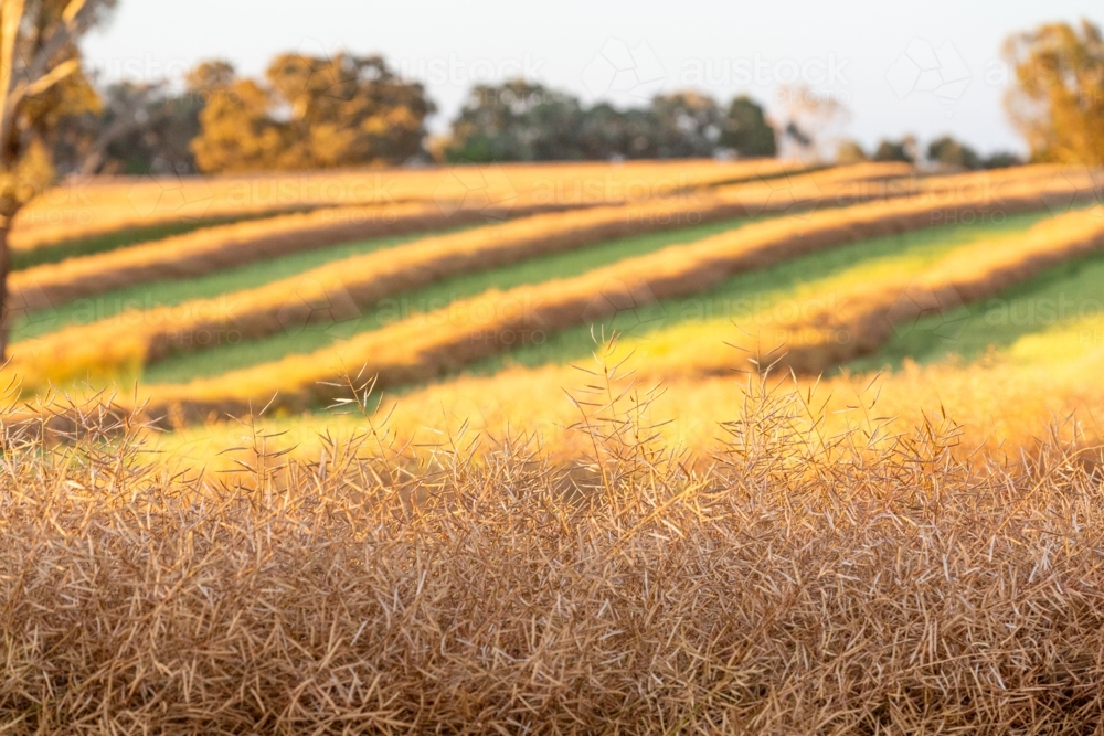 Image of Canola crop cut into windrows to dry before harvest - Austockphoto
