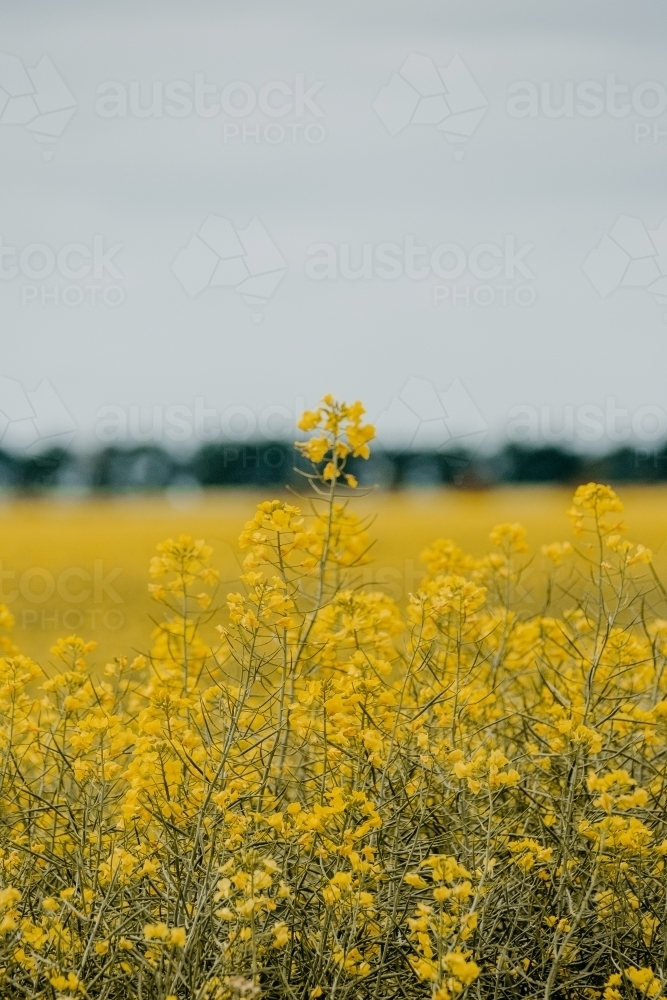 Image of Canola flowers in paddock. - Austockphoto