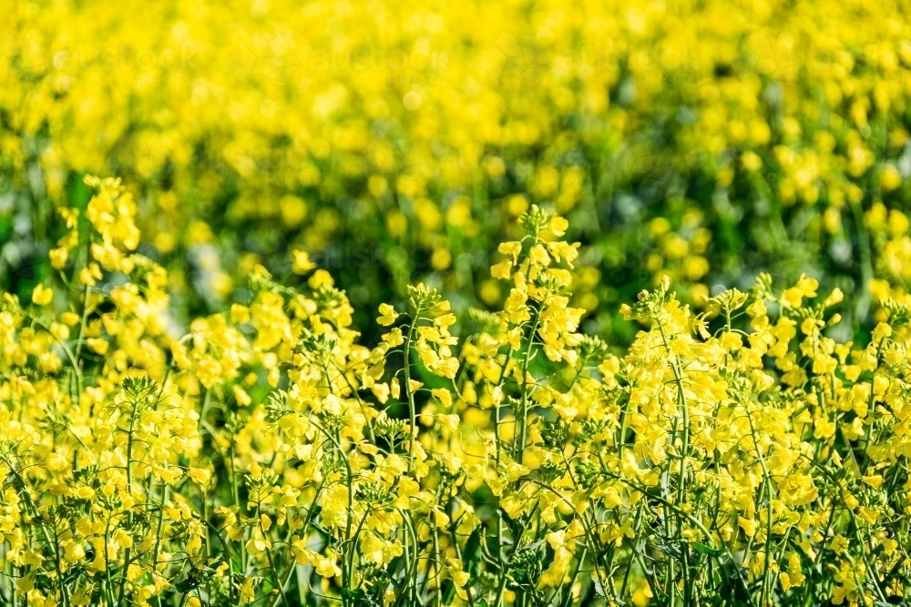 Image of Canola flowers in paddock ready to harvest - Austockphoto