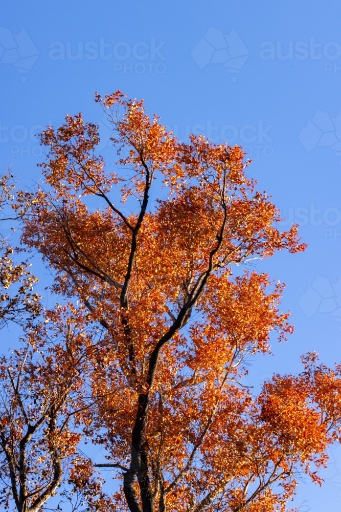 Image of canopy of burnt gum tree with orange leaves against a blue sky ...