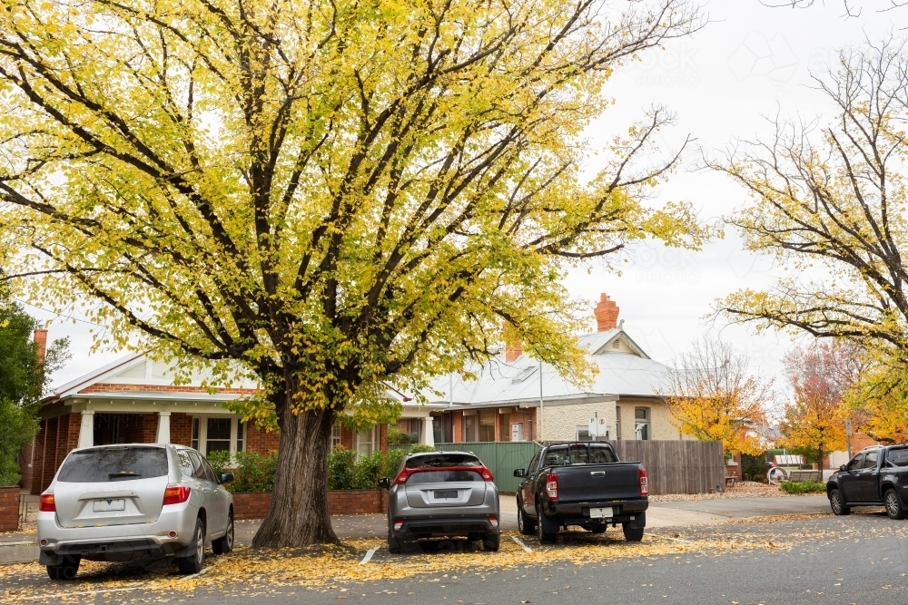 Image of Cars parked under autumn tree in country town of Euroa ...