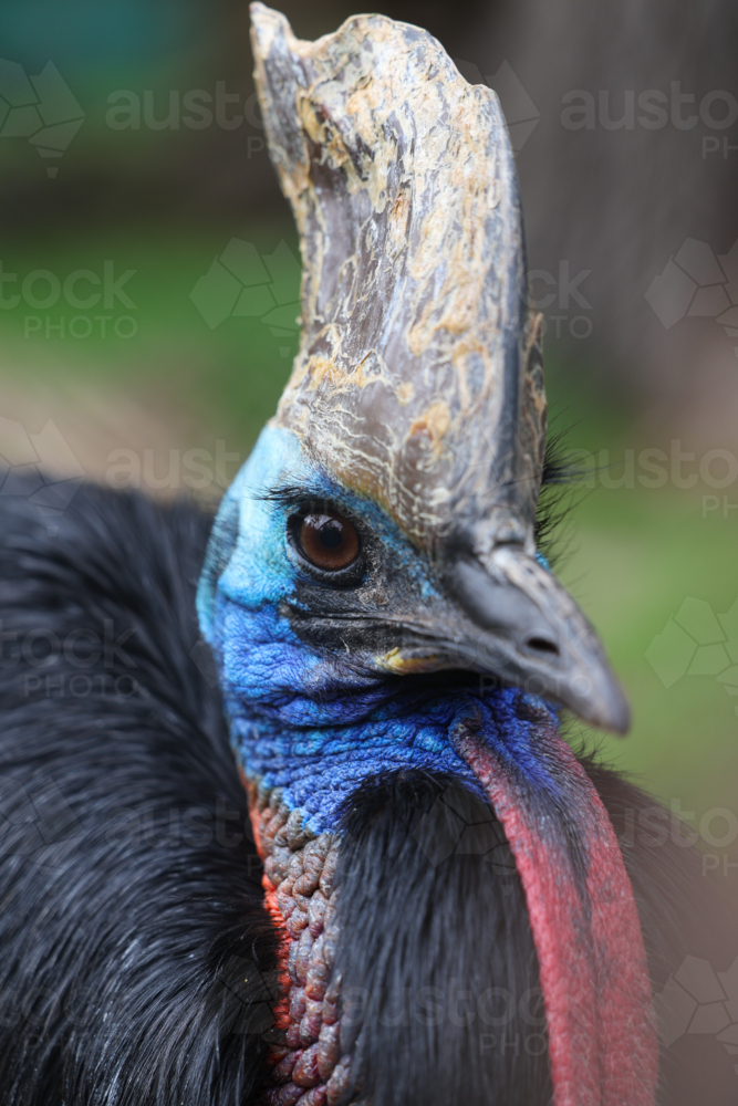 Image of Cassowary Head and Crest - Austockphoto