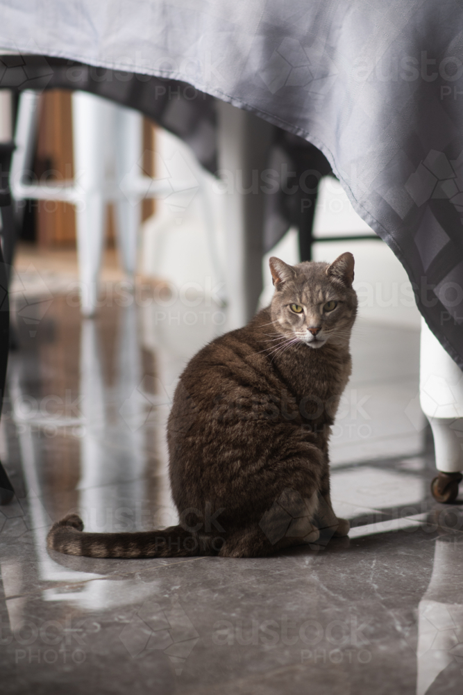 Image of cat sitting under a table - Austockphoto