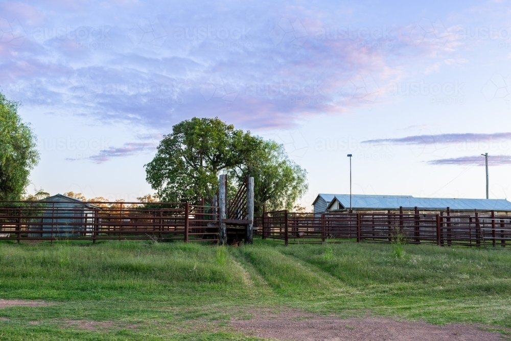 Image of Cattle chute and ramp in stockyard on australian farm at dusk ...