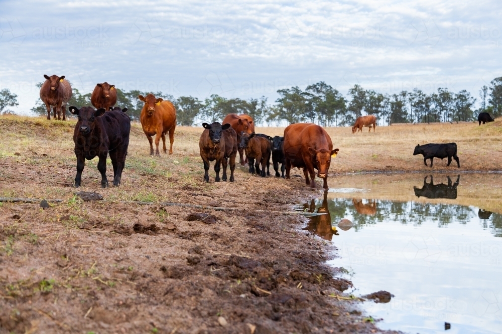 Image of Cattle drinking from farm dam - Austockphoto