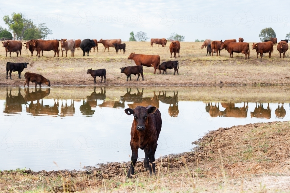 Image of Cattle drinking from farm dam - Austockphoto