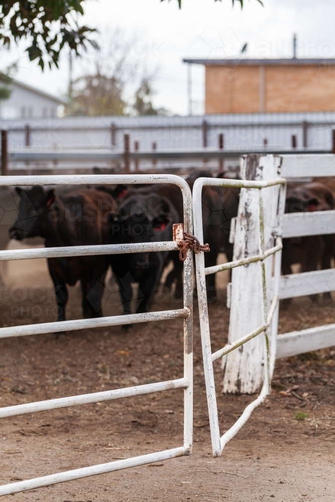 Image of Cattle for camp drafting event in yards at showground ...