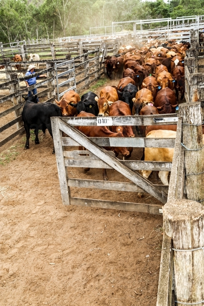 Image of Cattle getting penned for sale at a regional saleyard ...